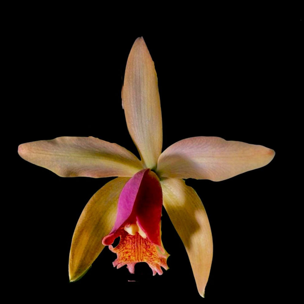 Cattleya forbesii var. aurea x Cattleya dowiana var. aurea – La Foresta ...