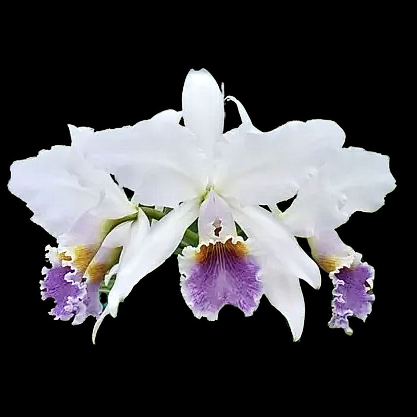 Cattleya gaskelliana var. coerulea x Cattleya mossiae var. coerulea ...