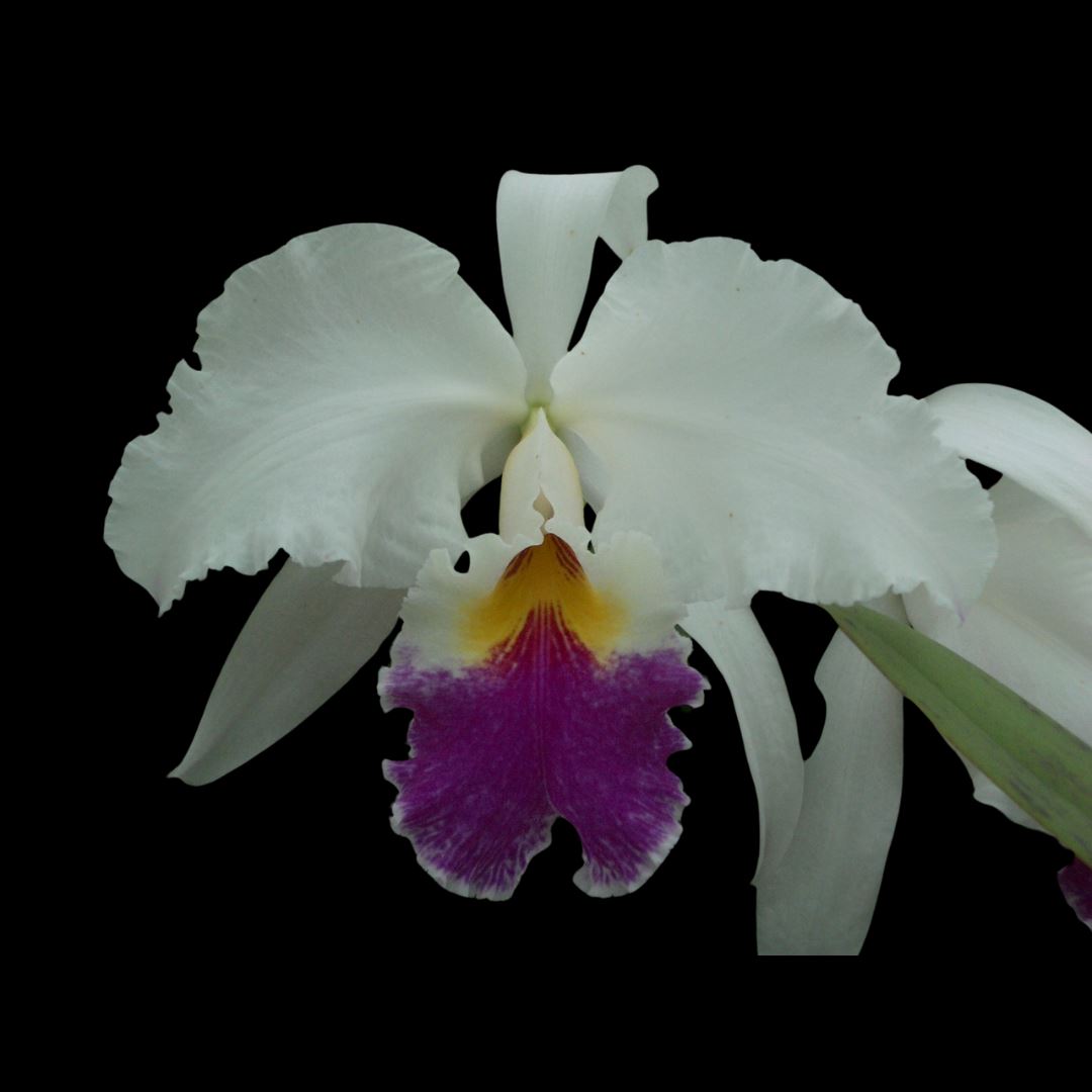 Cattleya gaskelliana var. coerulea x Cattleya mossiae var. coerulea ...