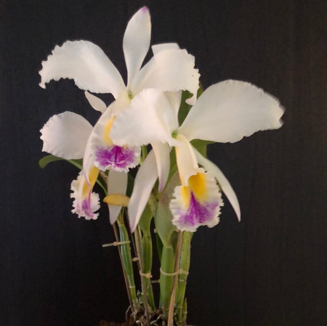 Cattleya gaskelliana var. semi alba – La Foresta Orchids