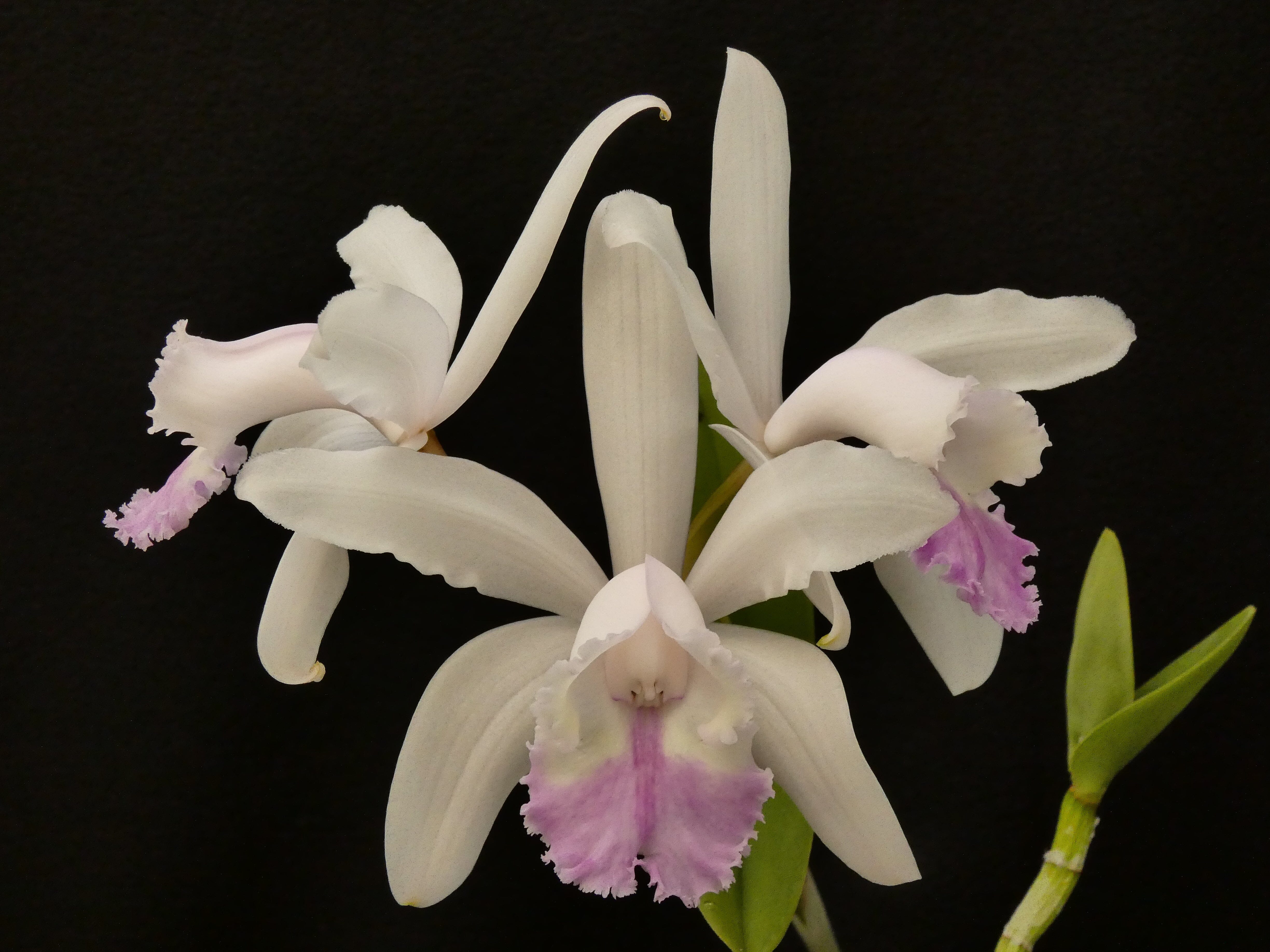 Cattleya intermedia var. amethystina 'Arambeen' x Cattleya walkeriana ...
