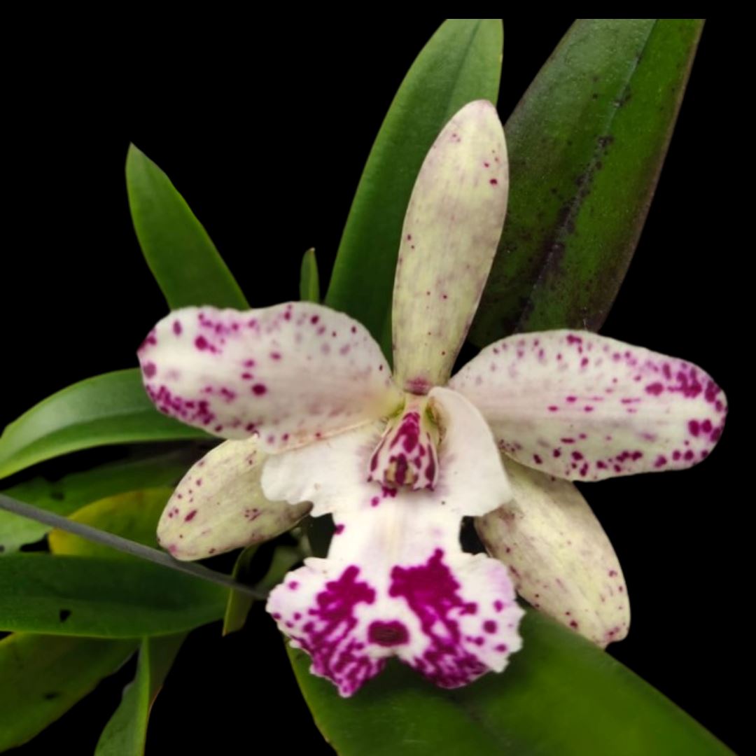 Cattleya Jairak Cosmos – La Foresta Orchids