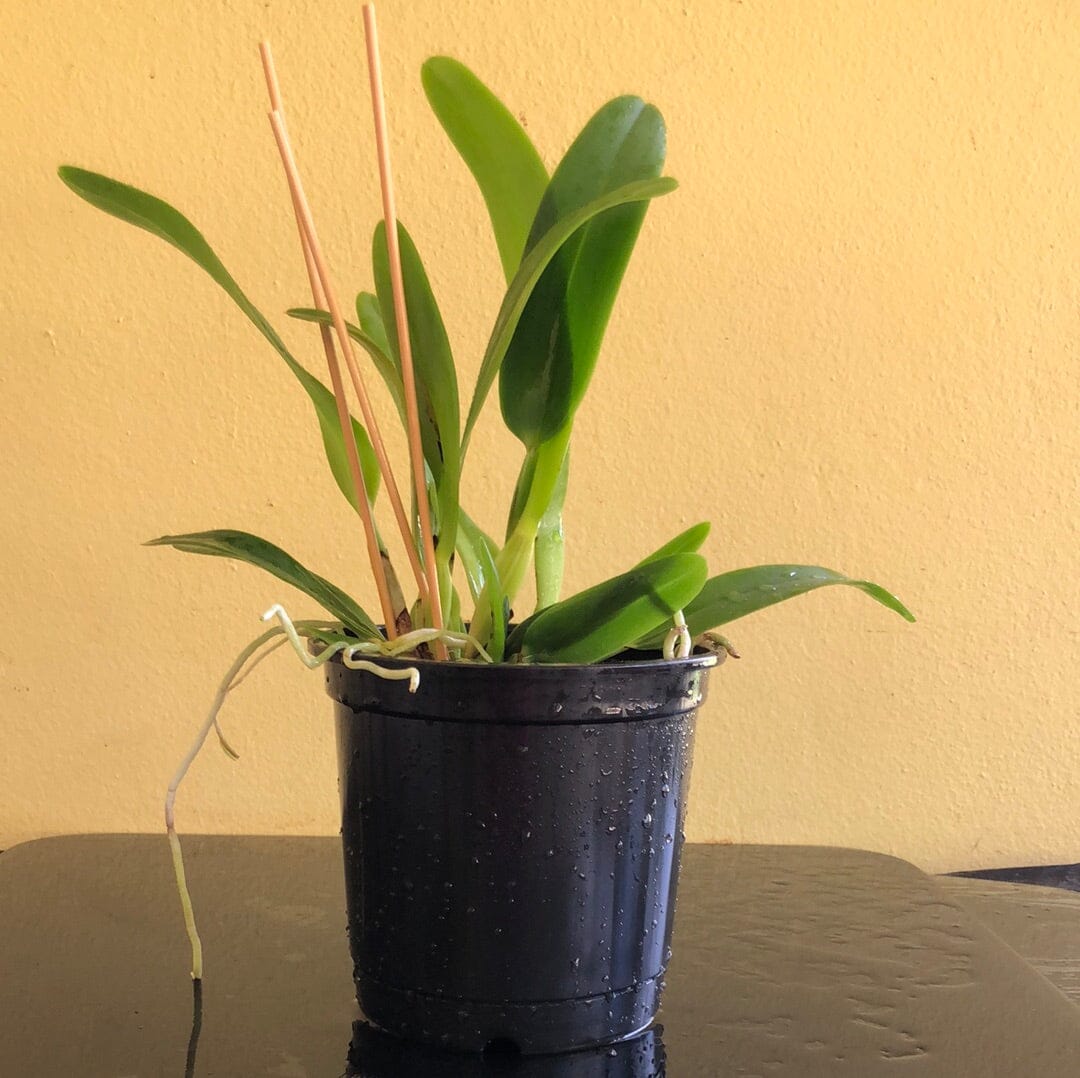 Cattleya jenmanii var. alba x Cattleya trianae var. coerulea – La ...