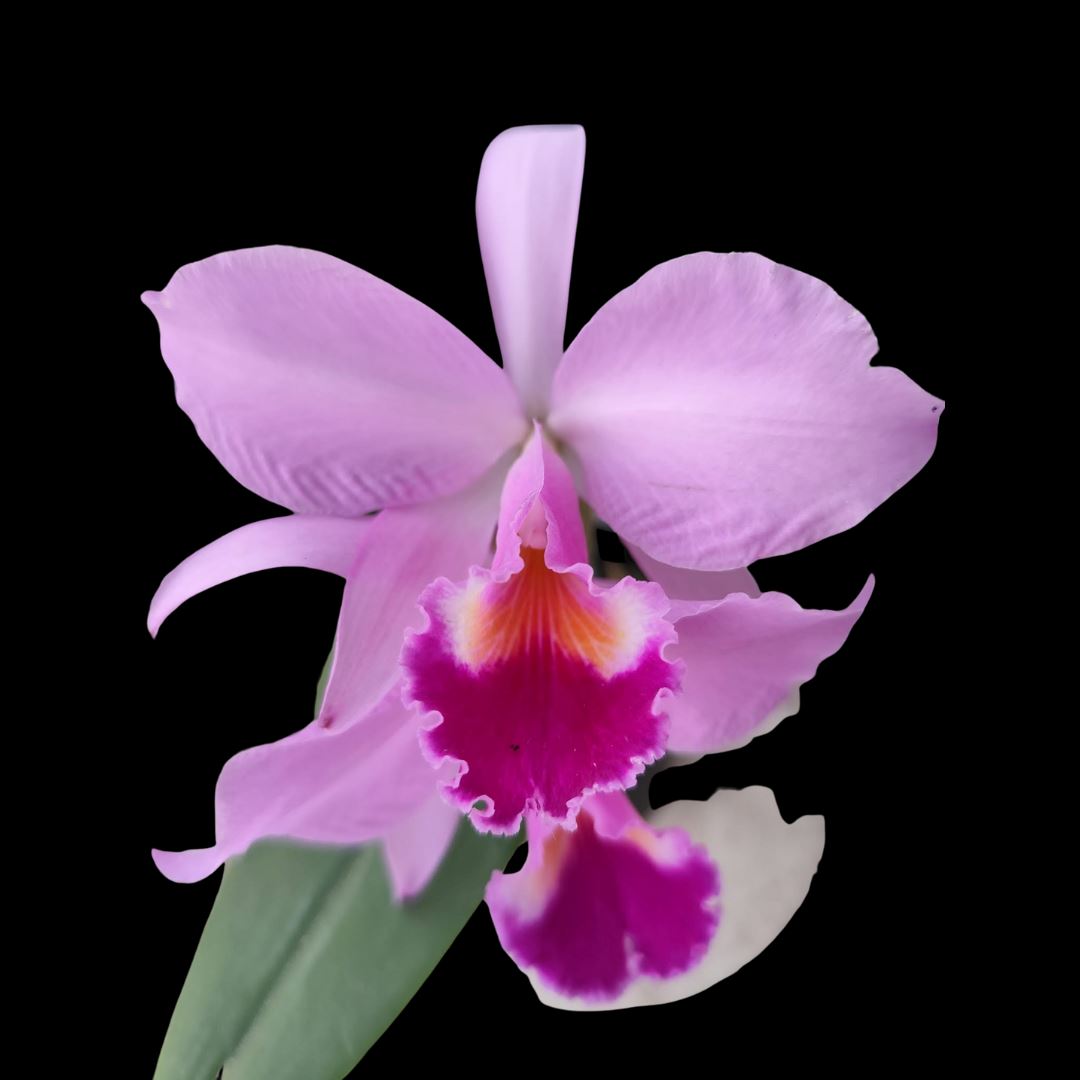 Cattleya jenmanii var. alba x Cattleya trianae var. coerulea – La ...