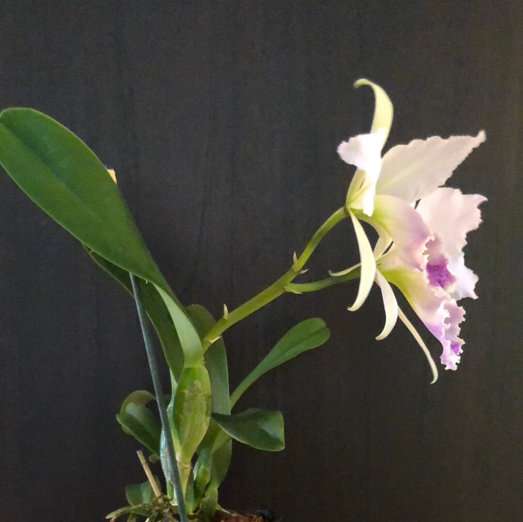 Cattleya jenmanii var. coerulea – La Foresta Orchids