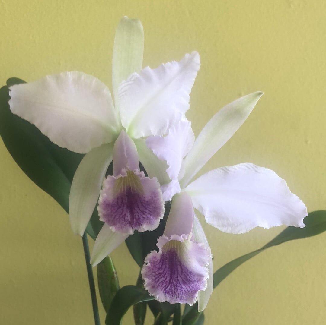 Cattleya jenmanii var. coerulea – La Foresta Orchids