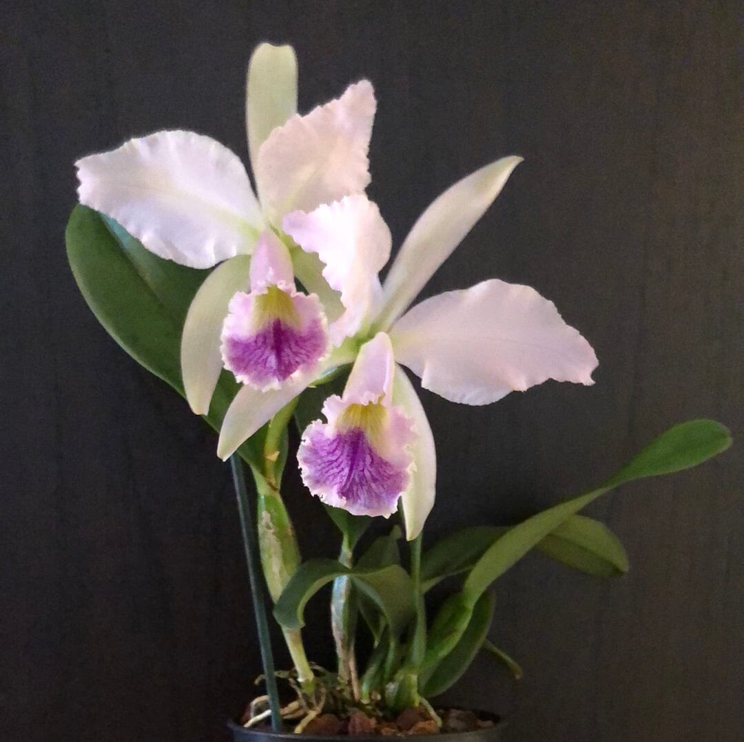 Cattleya jenmanii var. coerulea – La Foresta Orchids