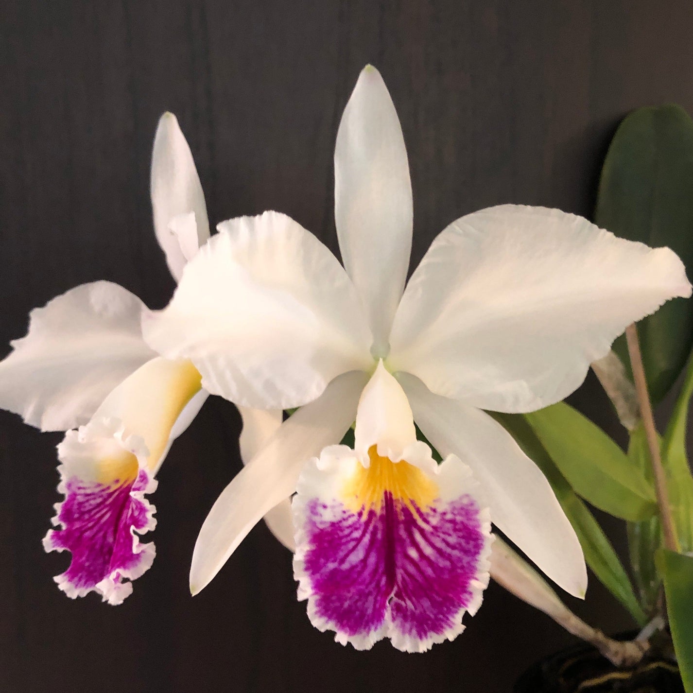 Cattleya jenmanii var. semi alba – La Foresta Orchids