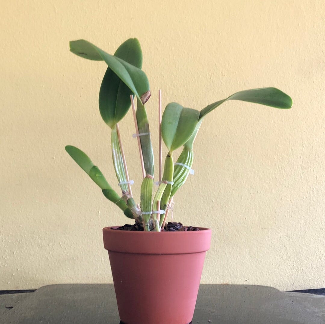 Cattleya labiata var. coerulea 'September Mist' AM/AOS – La Foresta Orchids