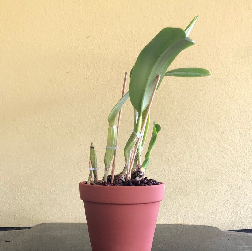 Cattleya labiata var. coerulea 'September Mist' AM/AOS – La Foresta Orchids