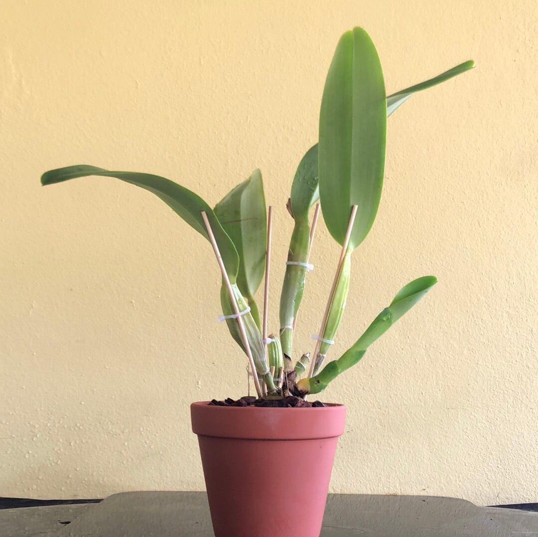 Cattleya labiata var. coerulea 'September Mist' AM/AOS – La Foresta Orchids