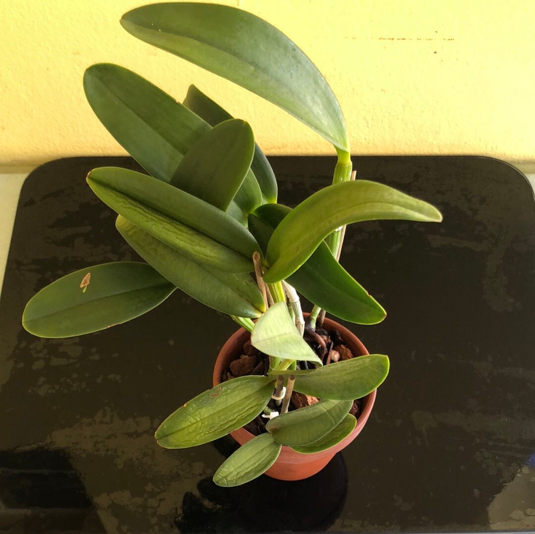 Cattleya leopoldii var. coerulea – La Foresta Orchids