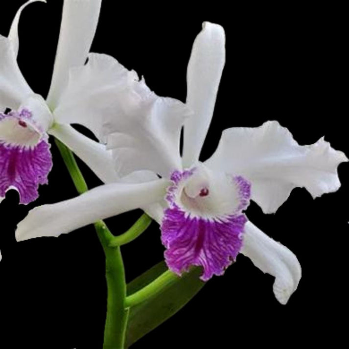 Cattleya lobata var. semi alba – La Foresta Orchids