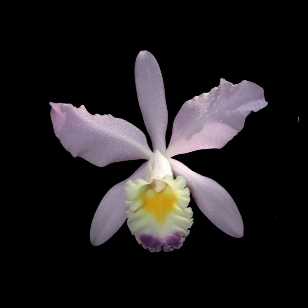 Cattleya loddigesii var. coerulea x Cattleya warneri var. coerulea – La ...