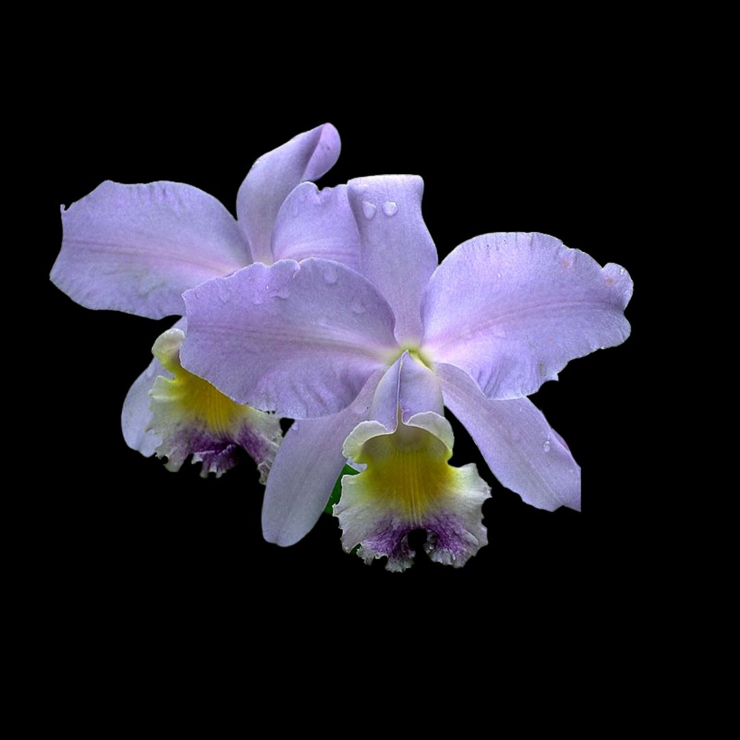 Cattleya loddigesii var. coerulea x Cattleya warneri var. coerulea – La ...