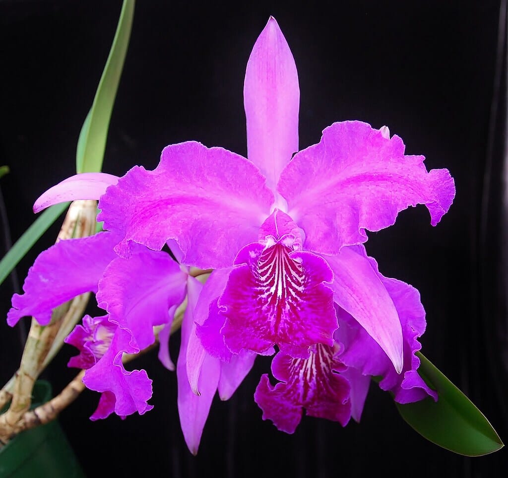 Cattleya warscewiczii var. tipo ‘Oscuro’ x Cattleya lueddemanniana var ...