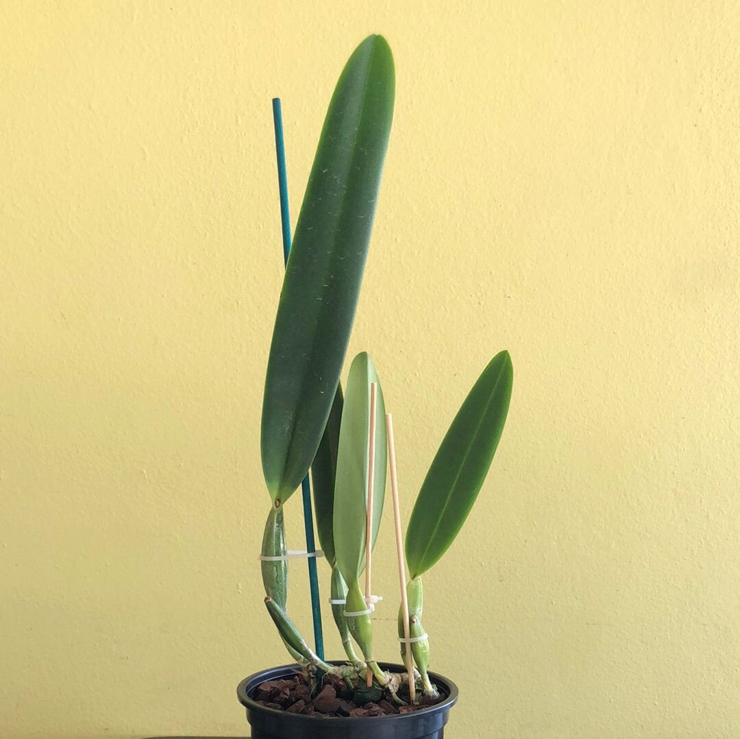 Cattleya mossiae var. semi alba – La Foresta Orchids