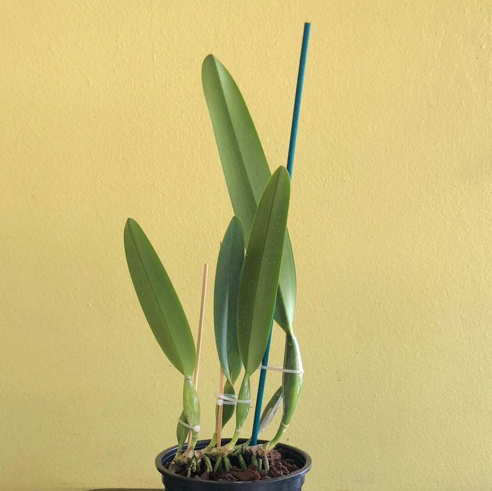 Cattleya mossiae var. semi alba – La Foresta Orchids
