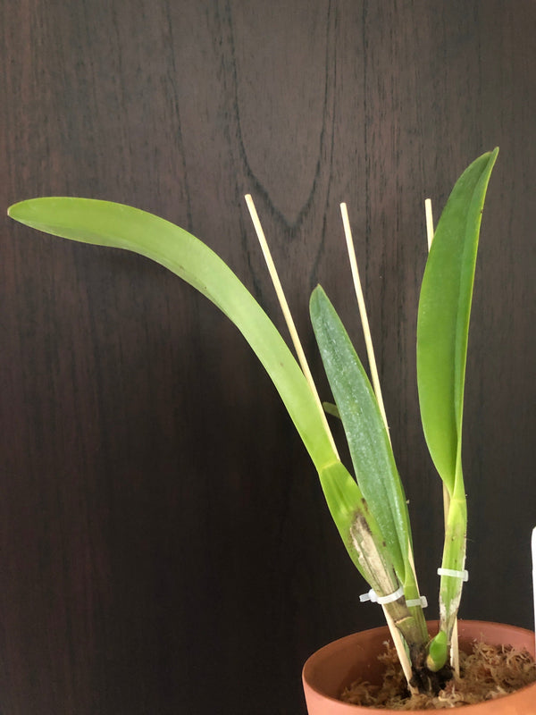 Cattleya mossiae var. tipo – La Foresta Orchids