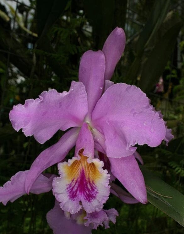 Cattleya mossiae var. tipo – La Foresta Orchids