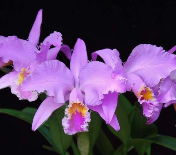 Cattleya mossiae var. tipo – La Foresta Orchids
