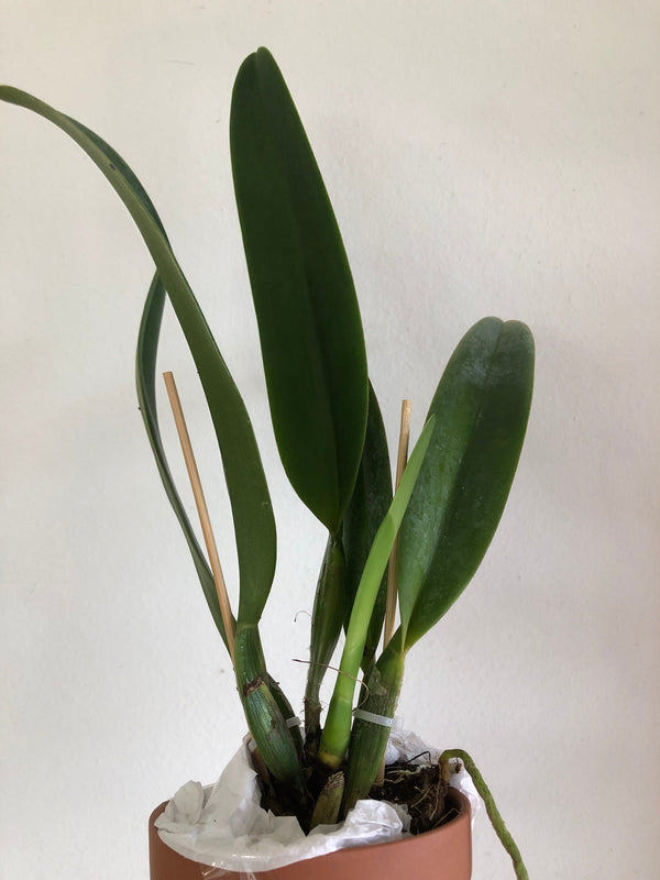 Cattleya mossiae var. tipo – La Foresta Orchids