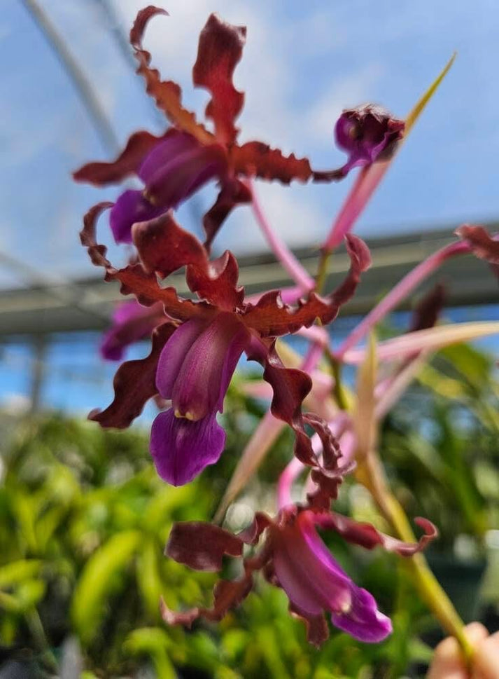 Cattleya Myrmecophila schultzei – La Foresta Orchids