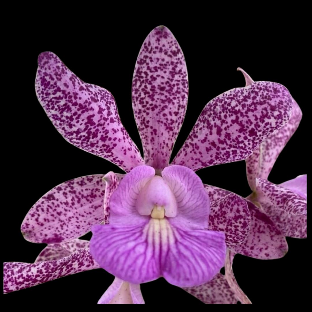 Cattleya Primary Hybrids Species – Page 2 – La Foresta Orchids