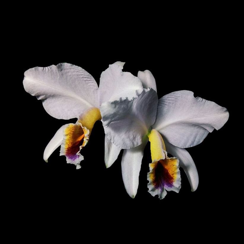 Cattleya percivaliana var. coerulea – La Foresta Orchids
