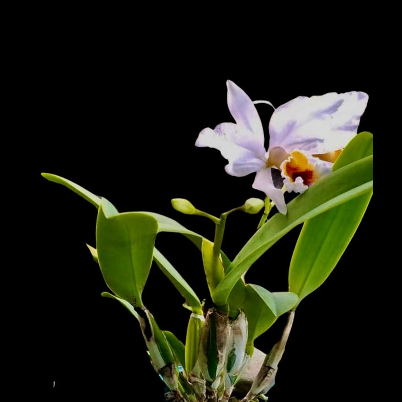 Cattleya percivaliana var. coerulea – La Foresta Orchids