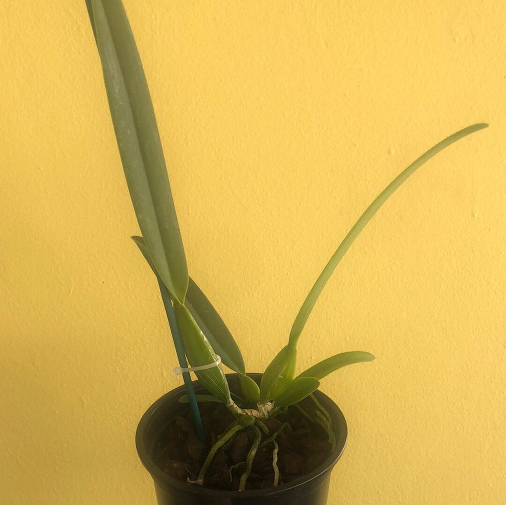 Cattleya percivaliana var. coerulea – La Foresta Orchids