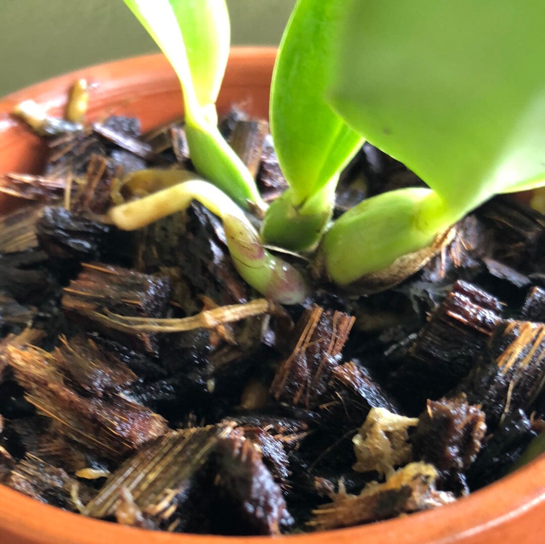 Cattleya percivaliana var. coerulea x Cattleya lueddemanniana var. coe ...