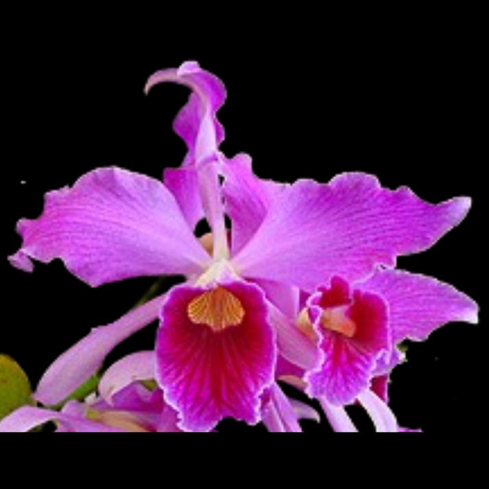 Cattleya purpurata var. flammea x Cattleya purpurata var. sanguinea ...