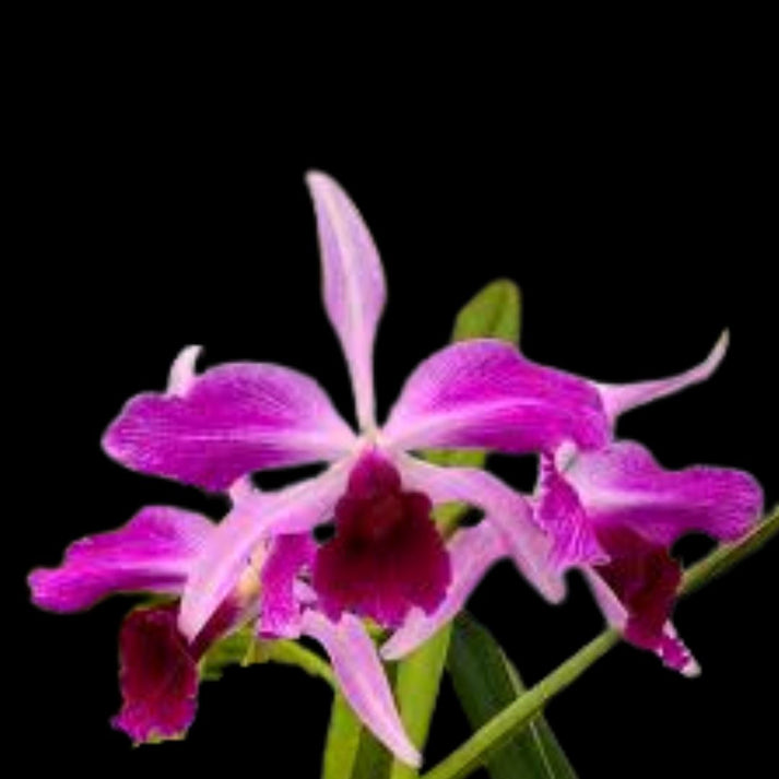 Cattleya purpurata var. flammea x Cattleya purpurata var. rubra – La ...