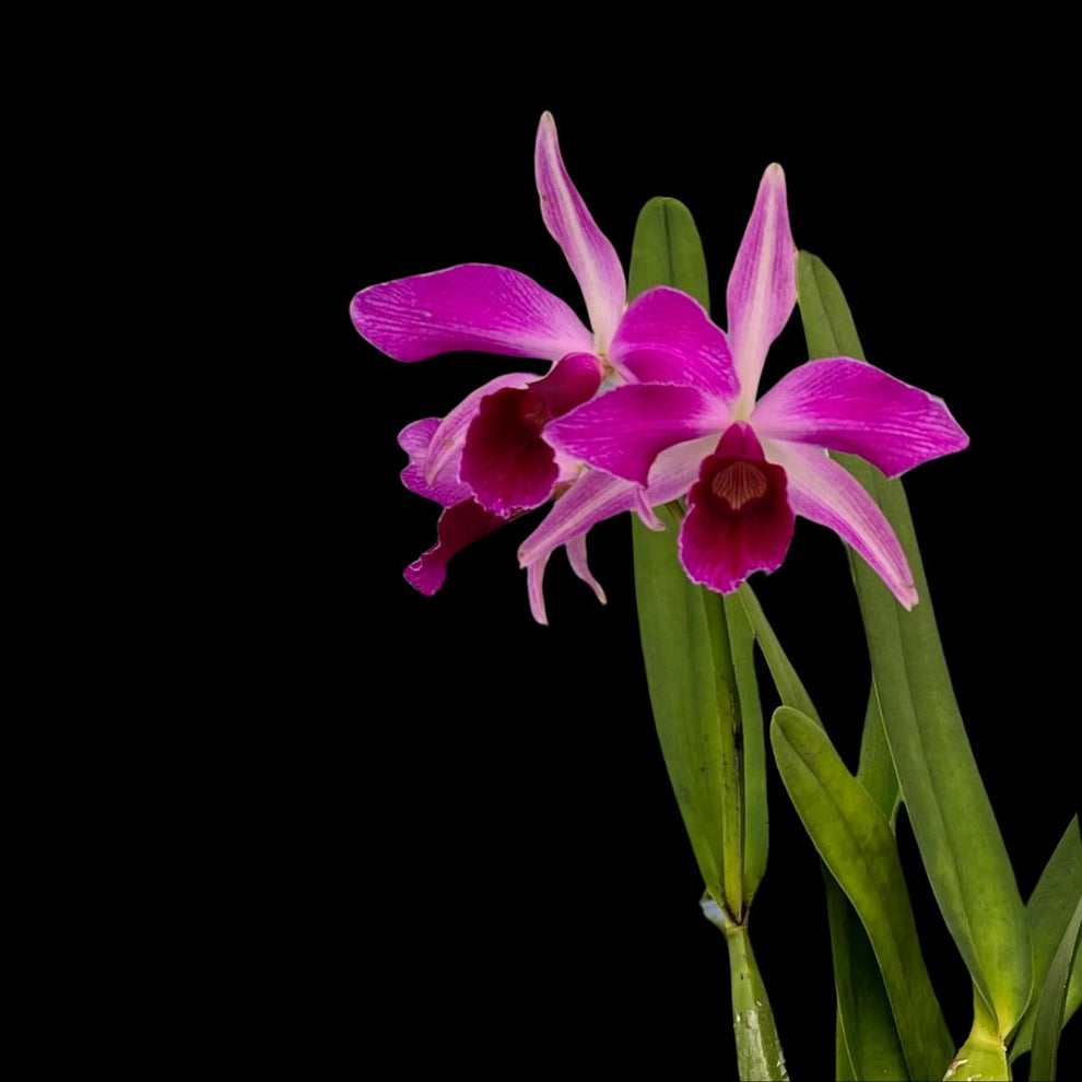 Cattleya purpurata var. flammea x Cattleya purpurata var. rubra – La ...