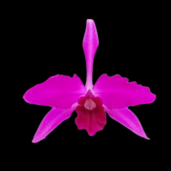 Cattleya purpurata var. flammea x Cattleya purpurata var. rubra – La ...