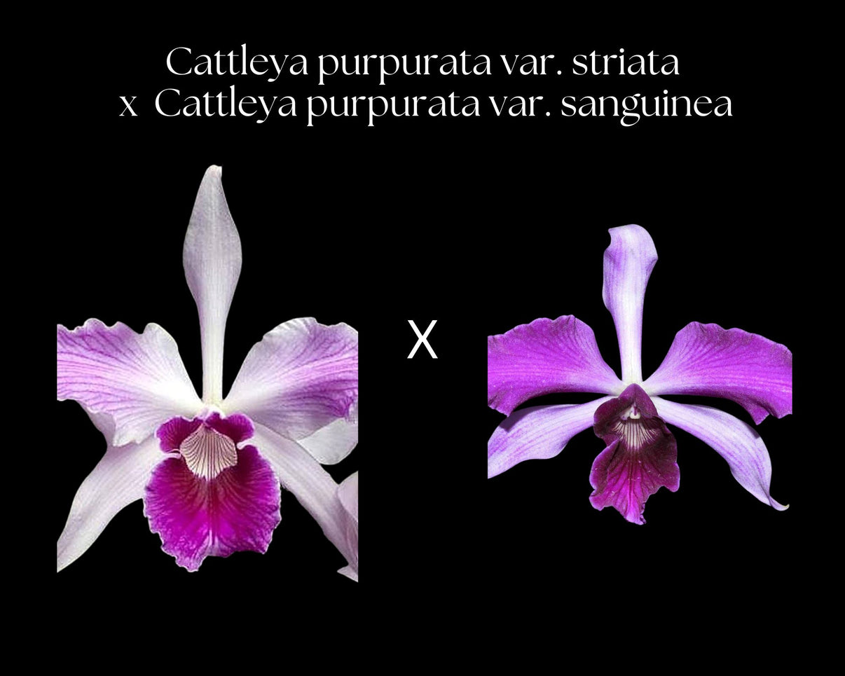 Cattleya purpurata var. sanguinea x Cattleya purpurata var. striata ...