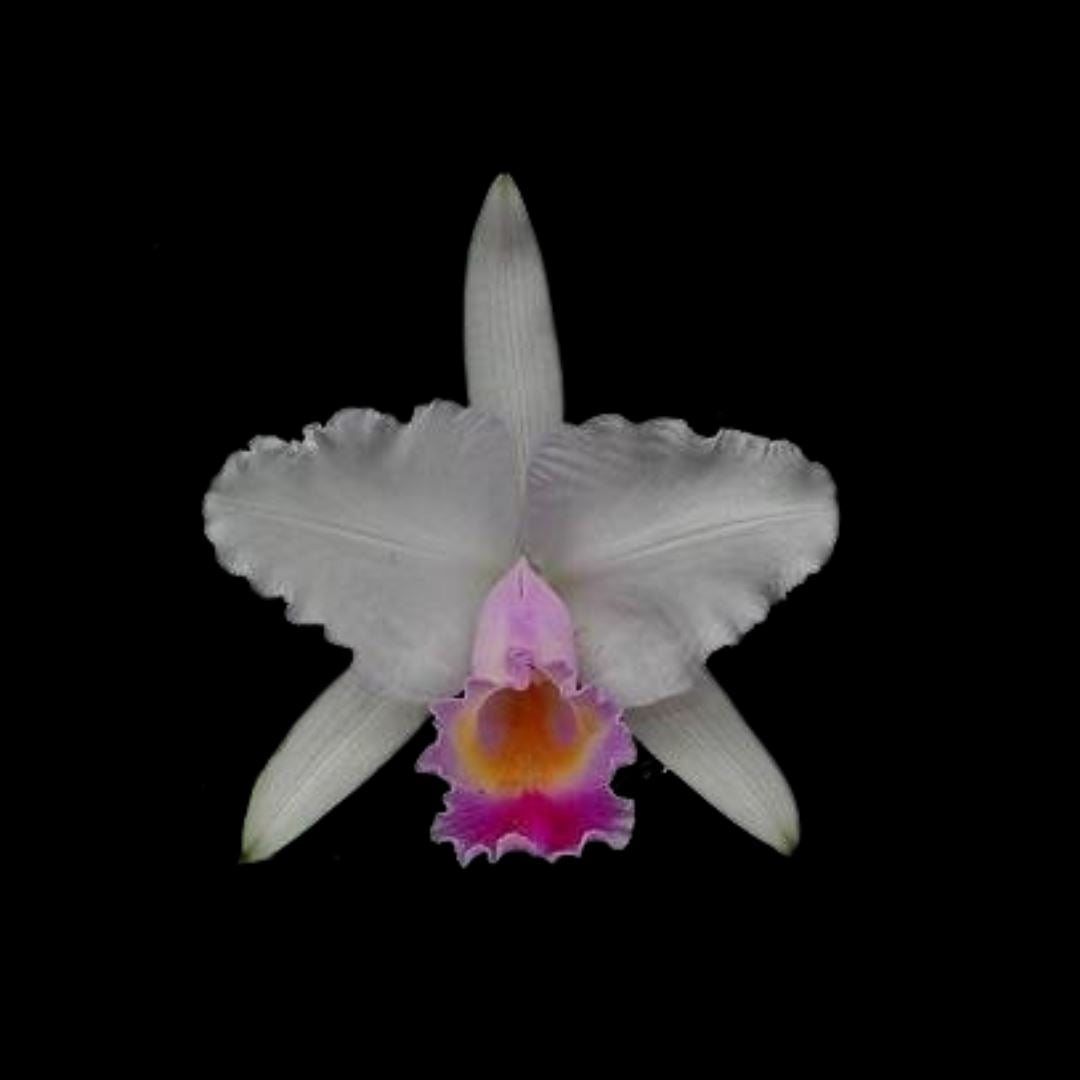Cattleya quadricolor 'chocoensis' – La Foresta Orchids