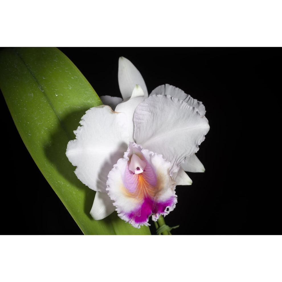 Cattleya quadricolor 'chocoensis' – La Foresta Orchids
