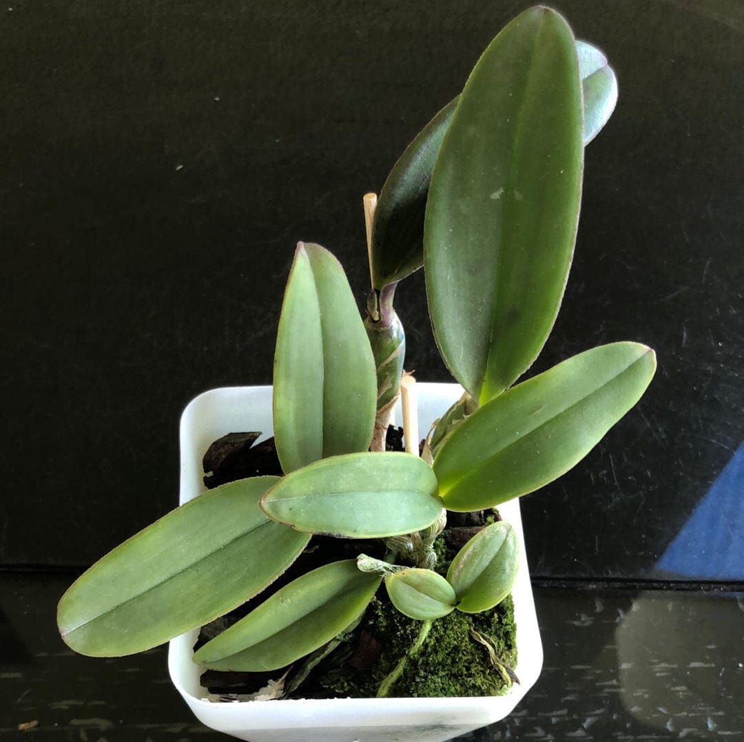 Cattleya schilleriana var. semi alba 'Queen Emeraldas' AM/AOS – La ...