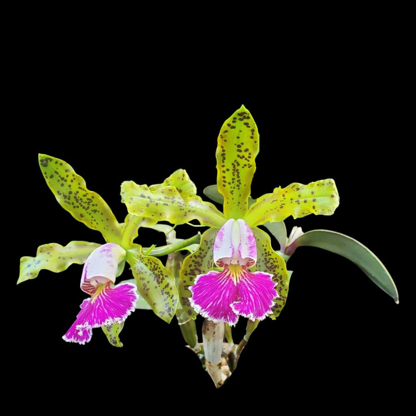 Cattleya schilleriana var. semi alba 'Queen Emeraldas' AM/AOS – La ...
