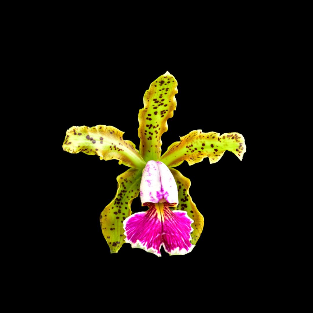 Cattleya schilleriana var. semi alba 'Queen Emeraldas' AM/AOS – La ...