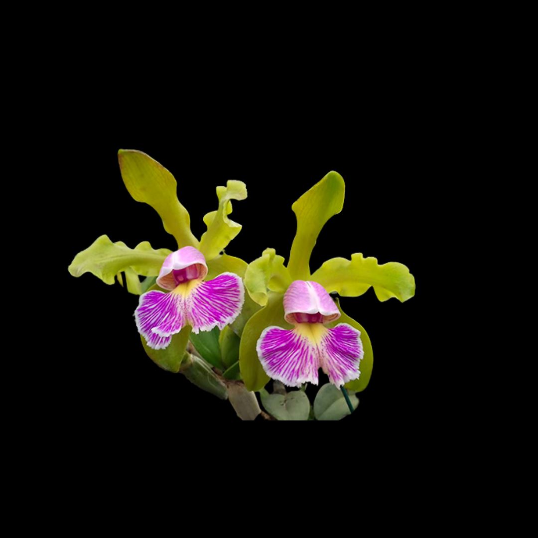 Cattleya schilleriana var. semi alba 'Queen Emeraldas' AM/AOS – La ...