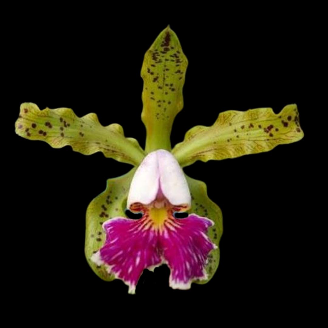Cattleya schilleriana var. semi alba 'Queen Emeraldas' AM/AOS – La ...