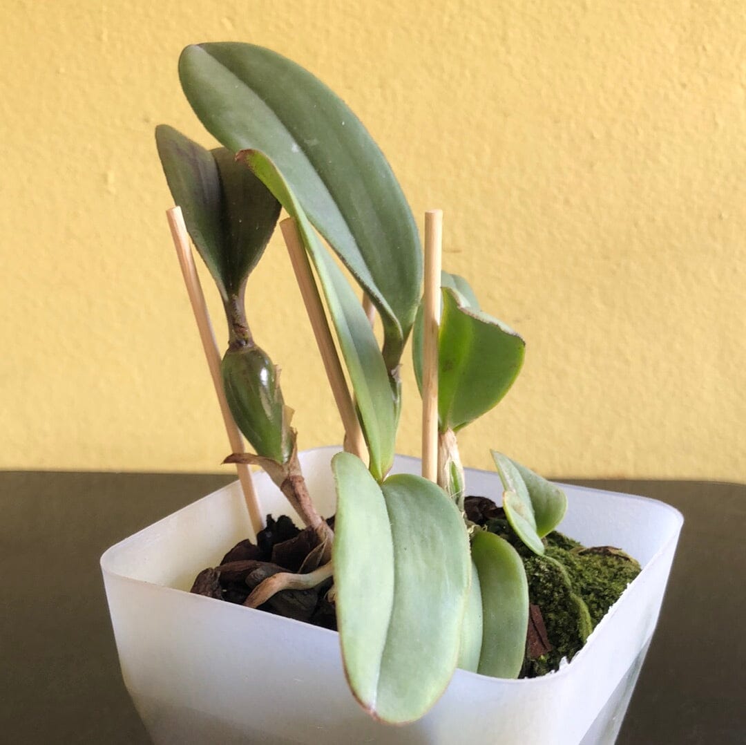 Cattleya schilleriana var. semi alba 'Queen Emeraldas' AM/AOS – La ...