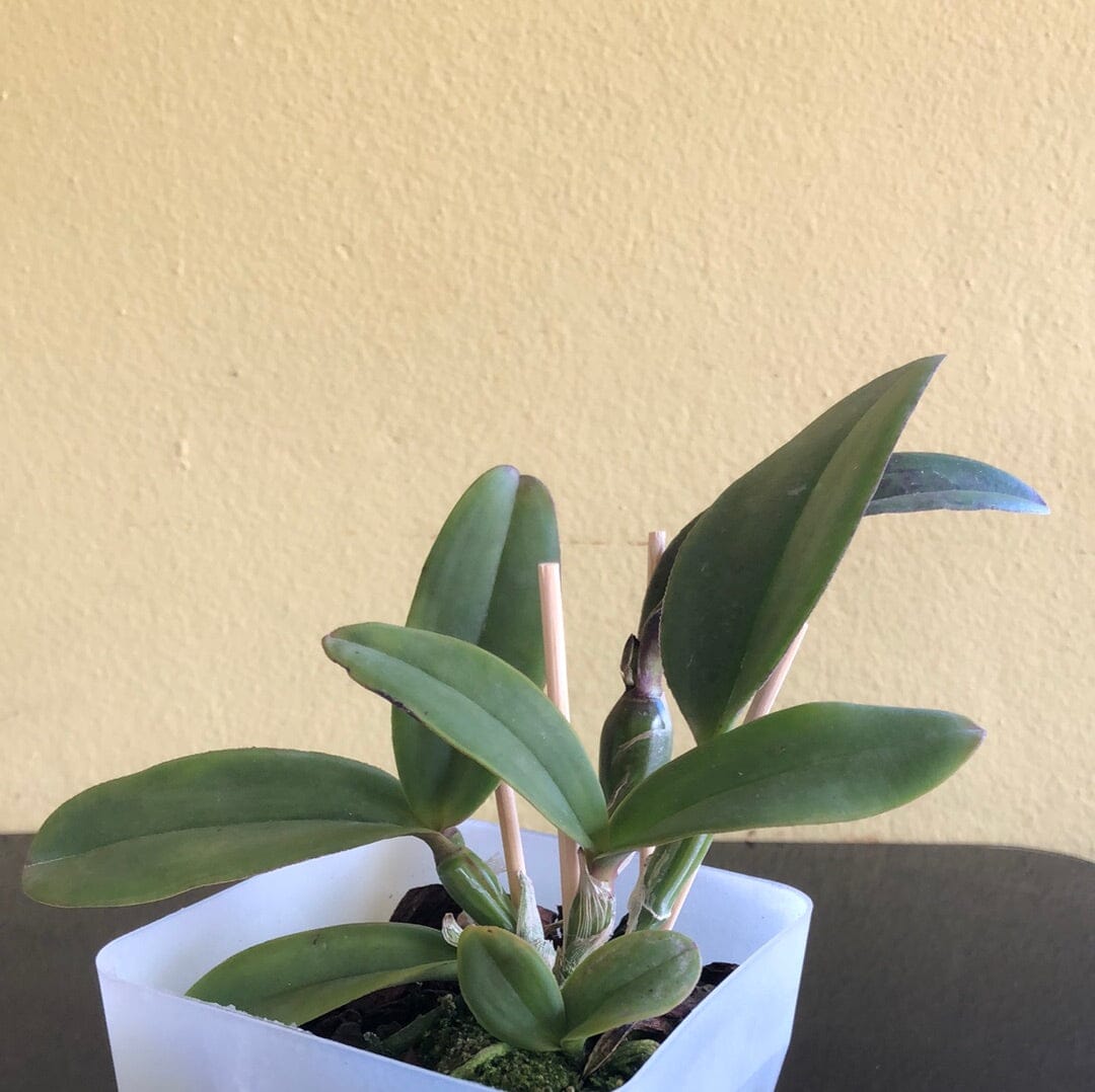 Cattleya schilleriana var. semi alba 'Queen Emeraldas' AM/AOS – La ...