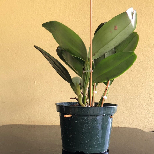 Cattleya schilleriana x Cattleya warneri var. coerulea – La Foresta Orchids
