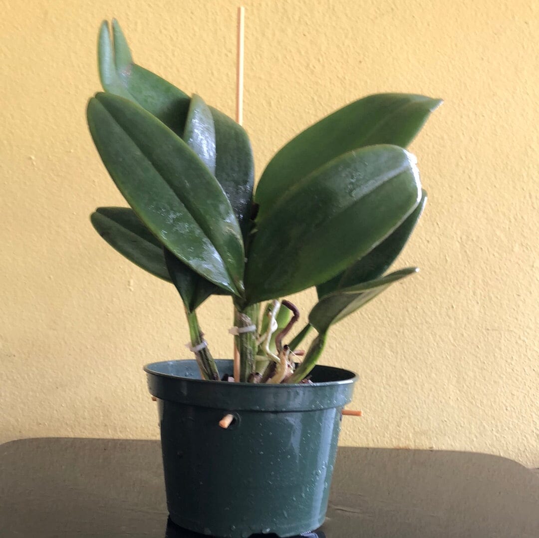 Cattleya schilleriana x Cattleya warneri var. coerulea – La Foresta Orchids