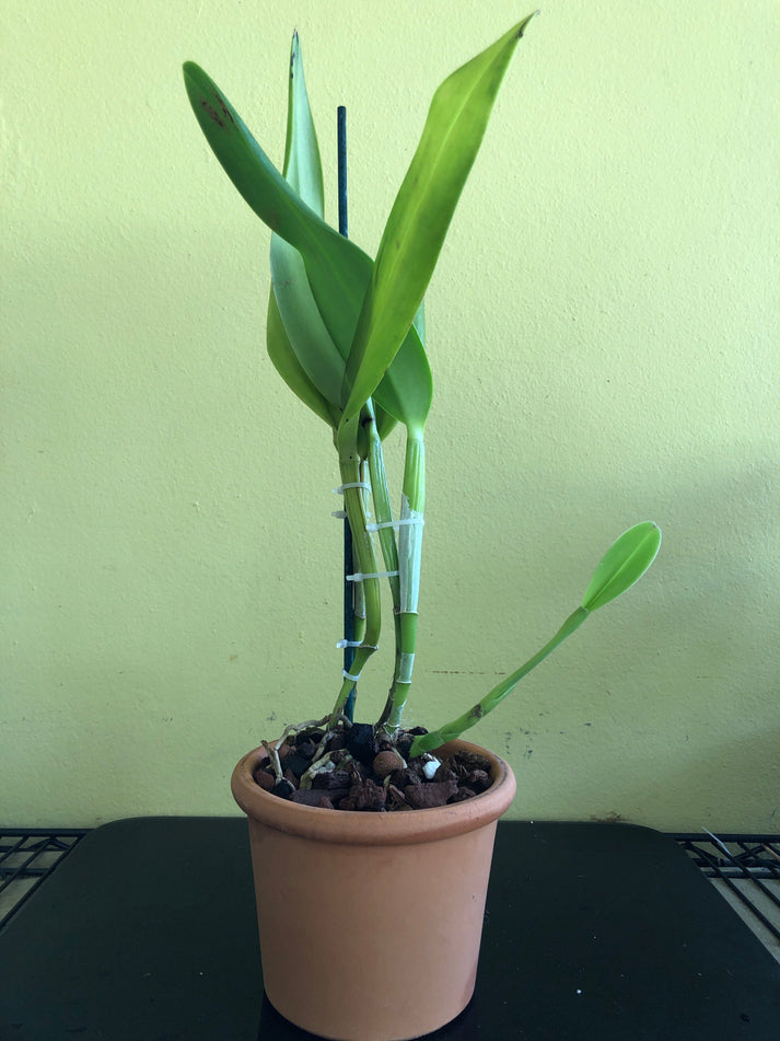 Cattleya schroederae – La Foresta Orchids