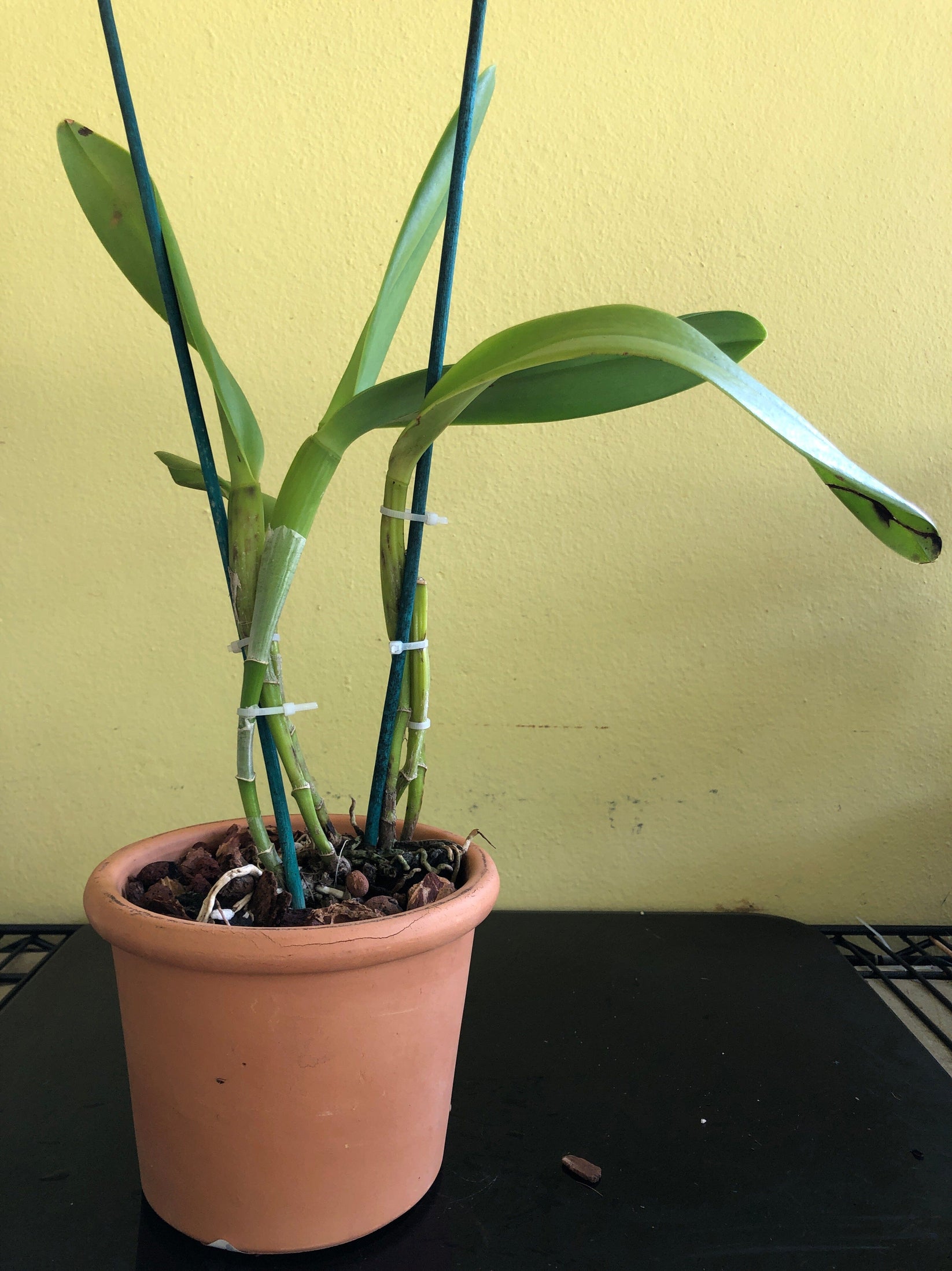 Cattleya schroederae – La Foresta Orchids
